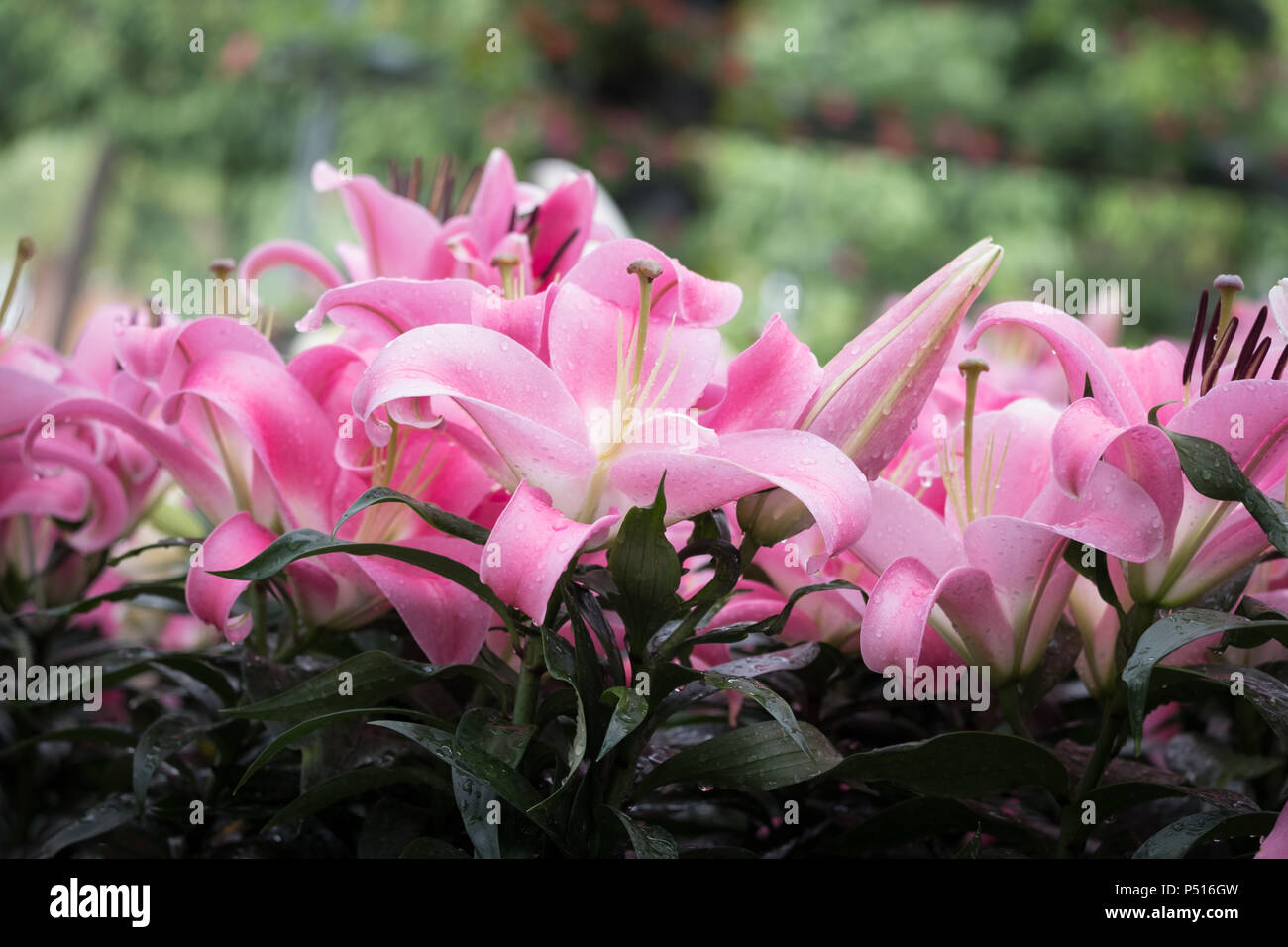 Lili in bloom hi-res stock photography and images - Alamy