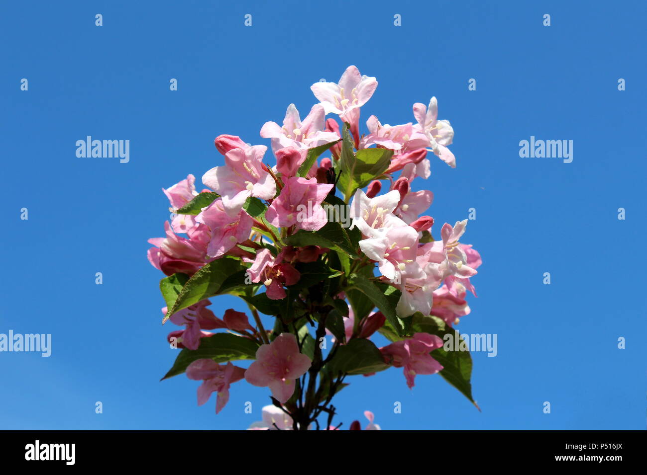 Weigela Rosea funnel shaped light pink fully open and closed flowers ...