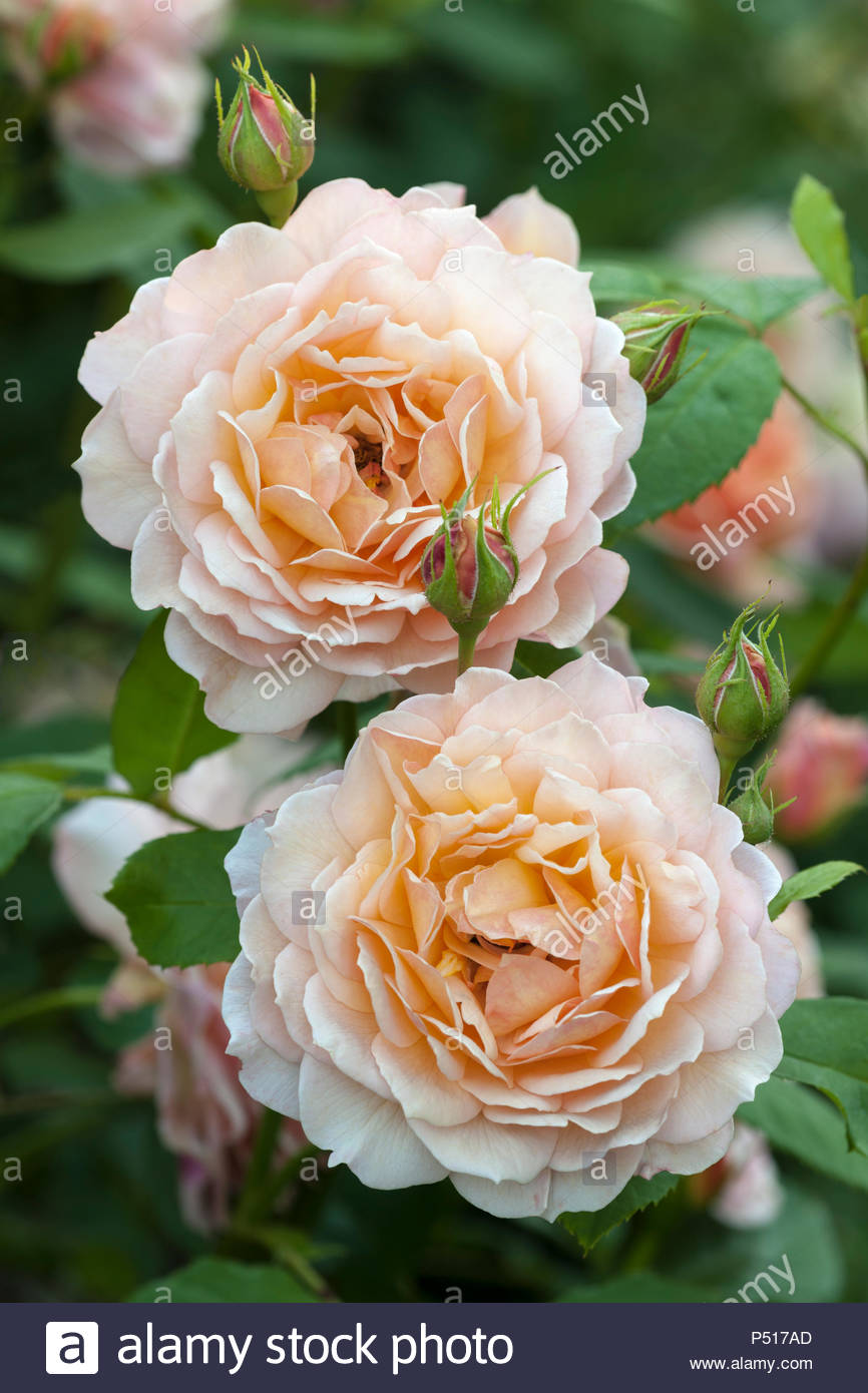 Shrub Roses Stock Photos & Shrub Roses Stock Images - Alamy