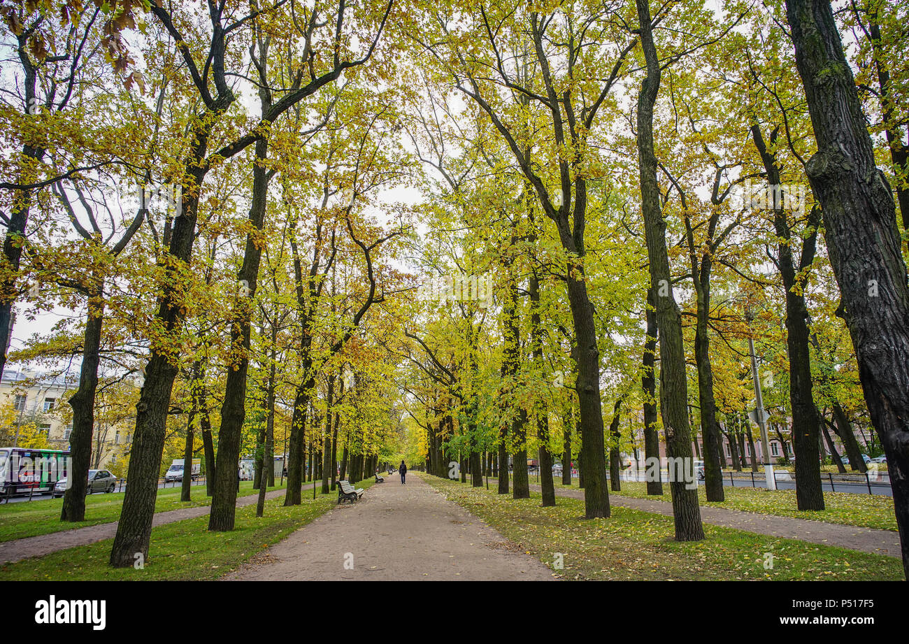 St Petersburg, Russia - Oct 7, 2016. Trees at autumn park in Saint ...