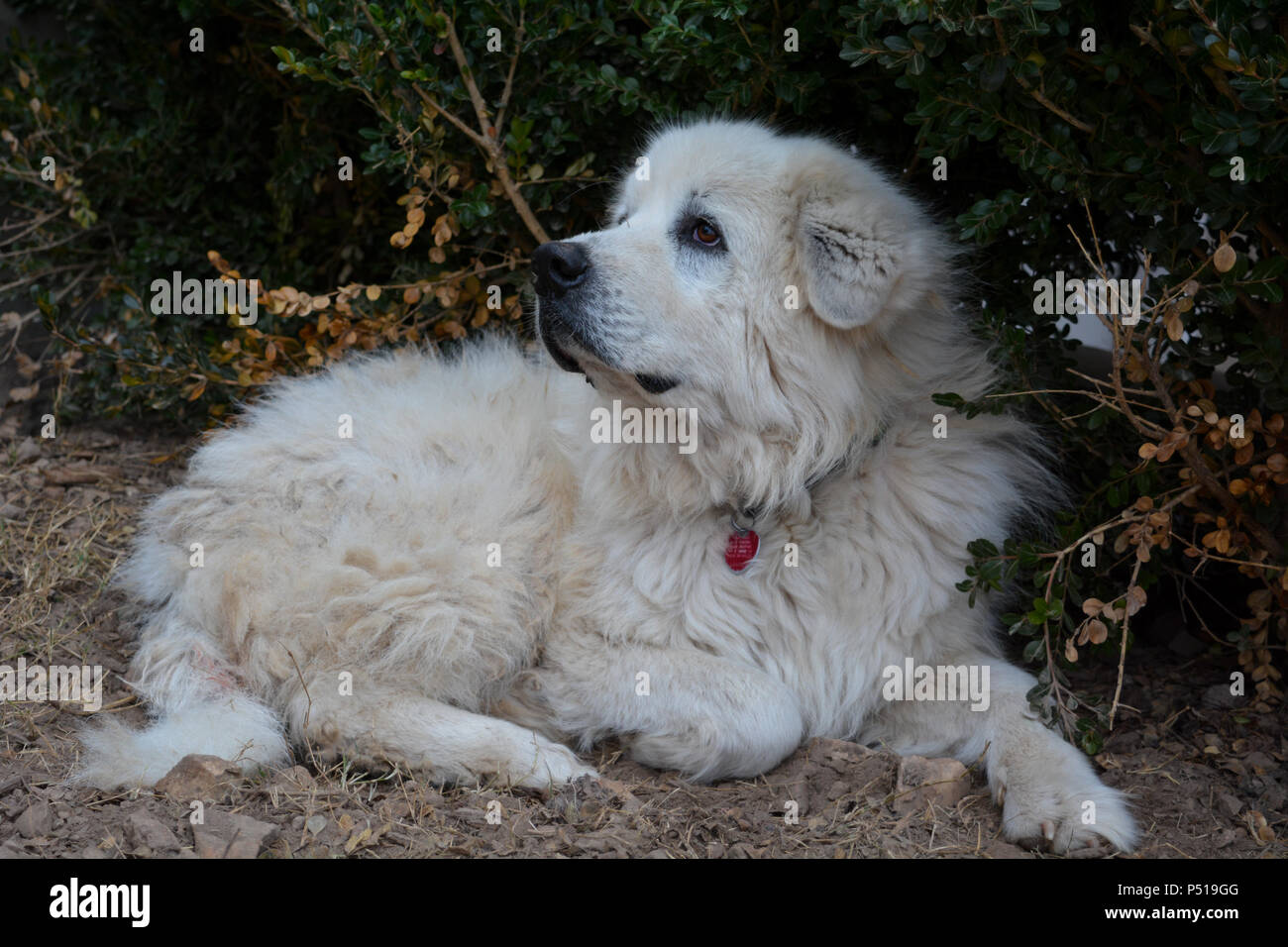 Great Pyrenees High Resolution Stock Photography and Images - Alamy