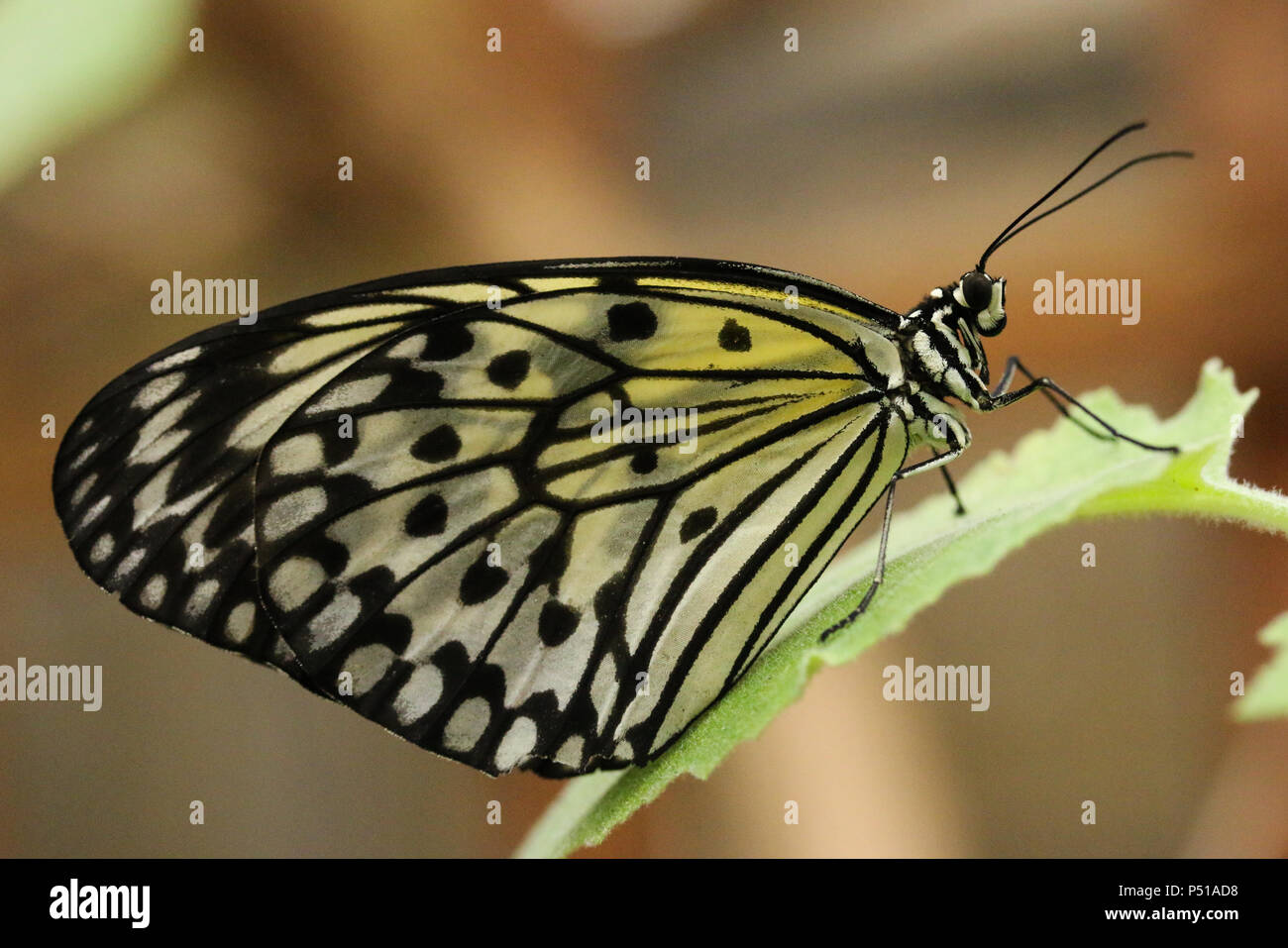 Tree Nymph Butterfly Stock Photo - Alamy