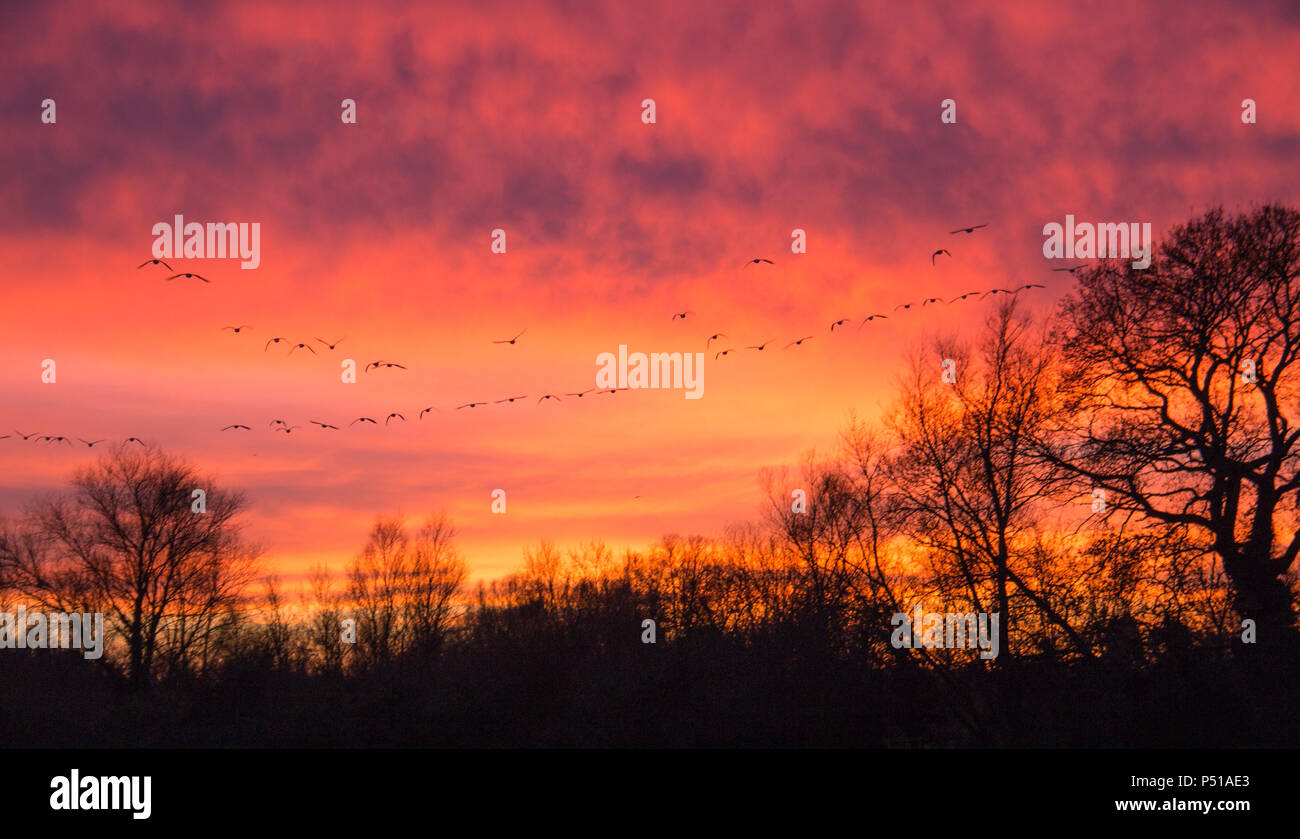 Fly Past at Sunset Stock Photo - Alamy
