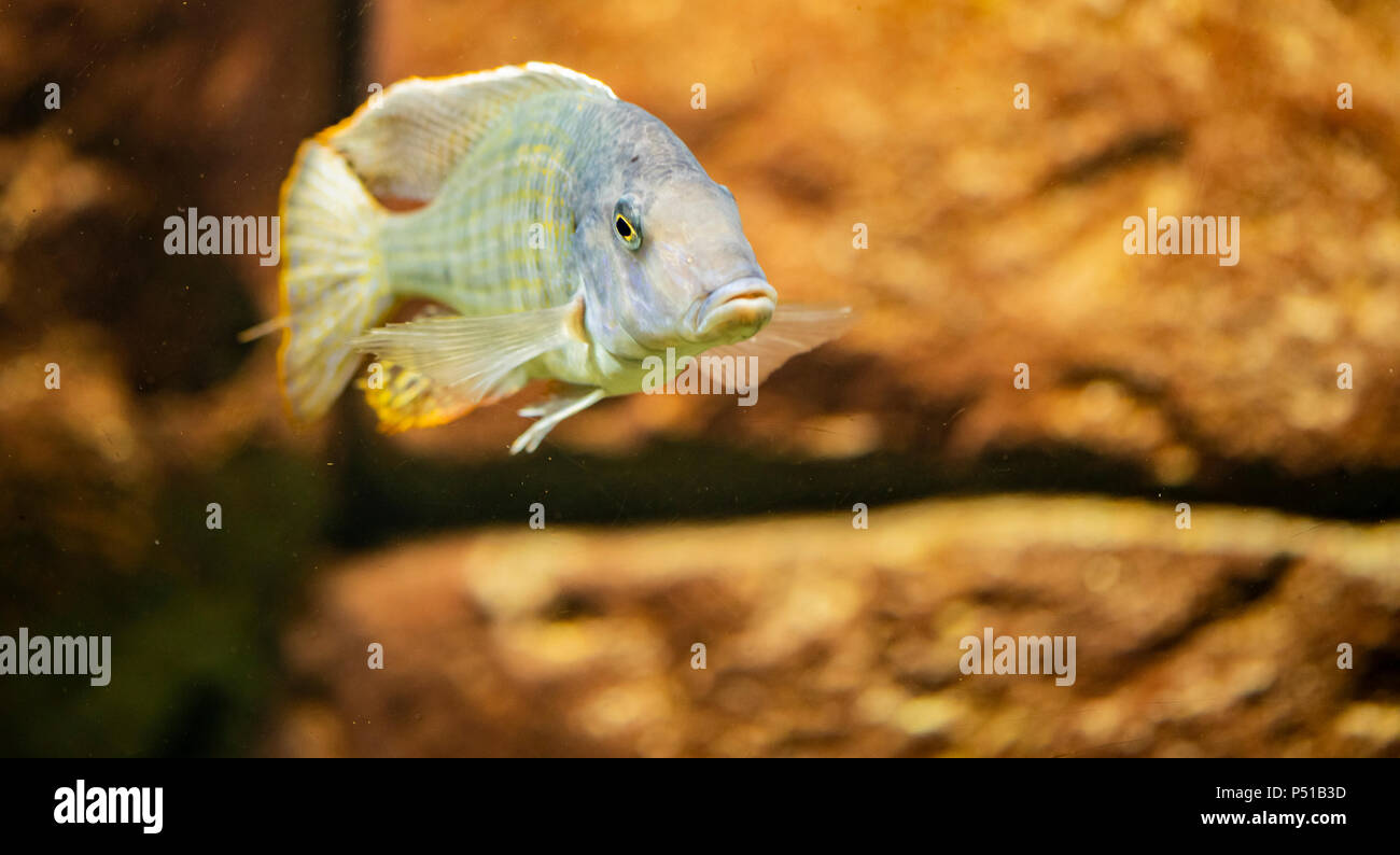 Fossorochromis rostratus hi-res stock photography and images - Alamy