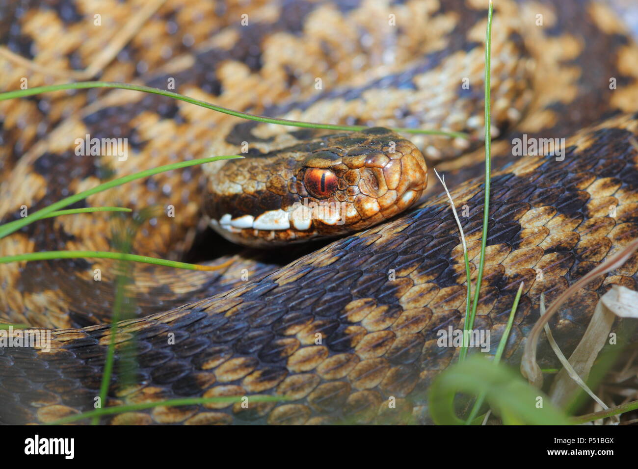 St Michael's Mount Stock Photo - Alamy