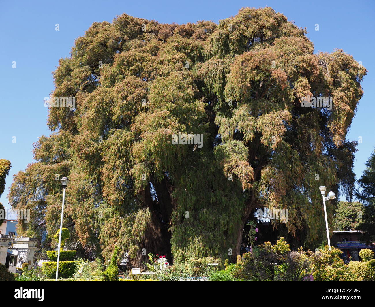 Montezuma cypress tree mexico city hi-res stock photography and images ...