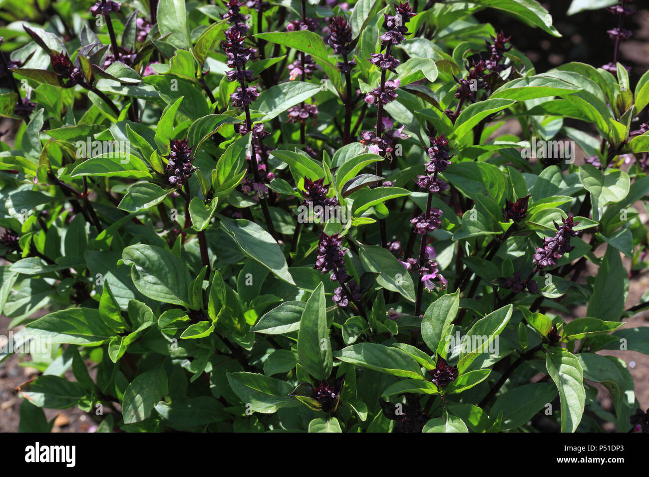Thai basil, Ocimum basilicum var. thyrsiflora, spice and medicinal ...