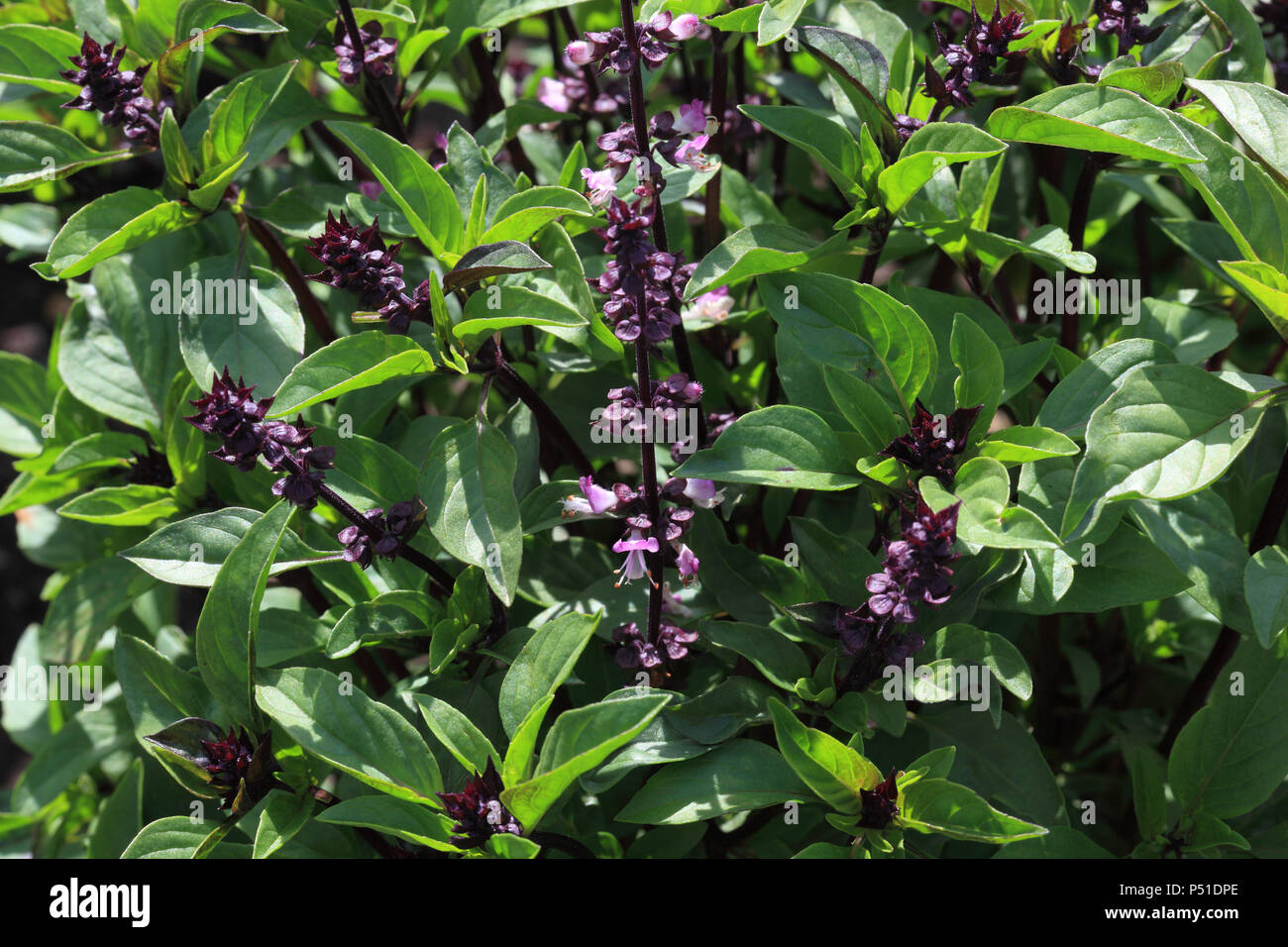 Thai basil, Ocimum basilicum var. thyrsiflora, spice and medicinal ...