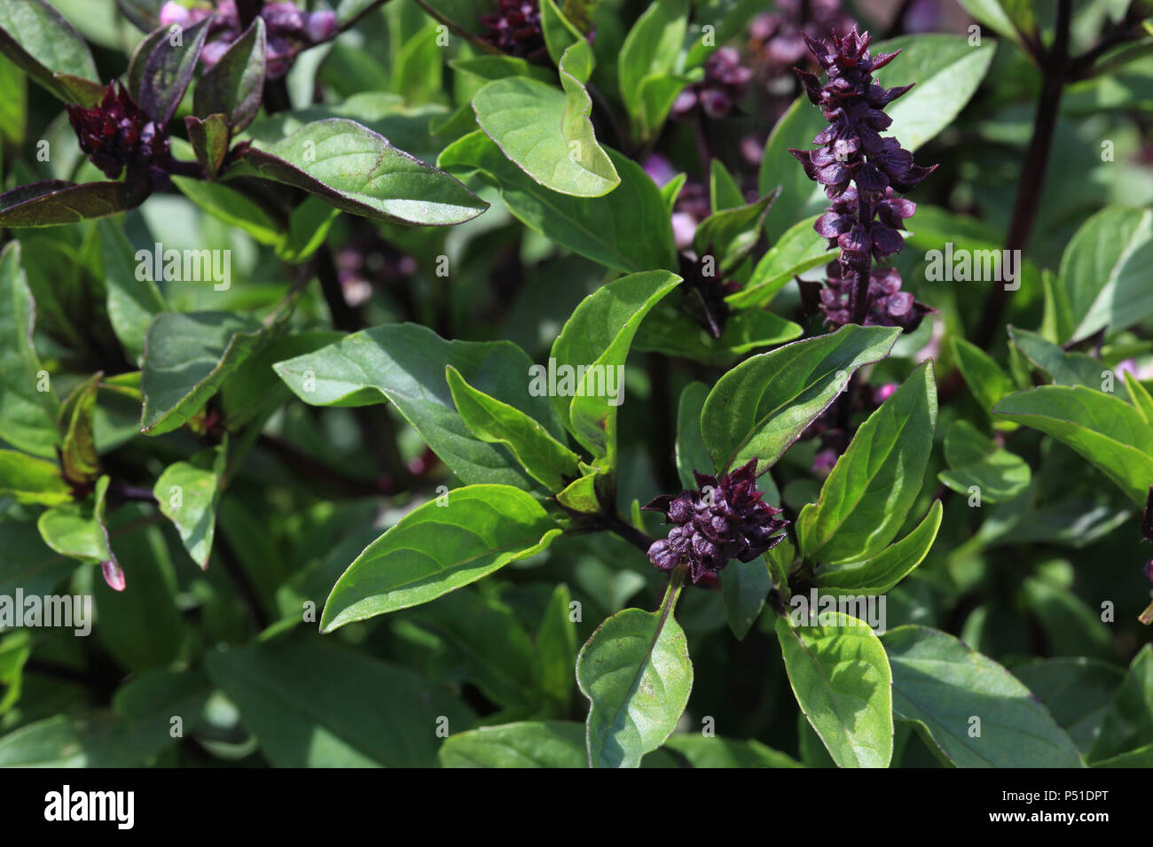 Thai basil, Ocimum basilicum var. thyrsiflora, spice and medicinal ...