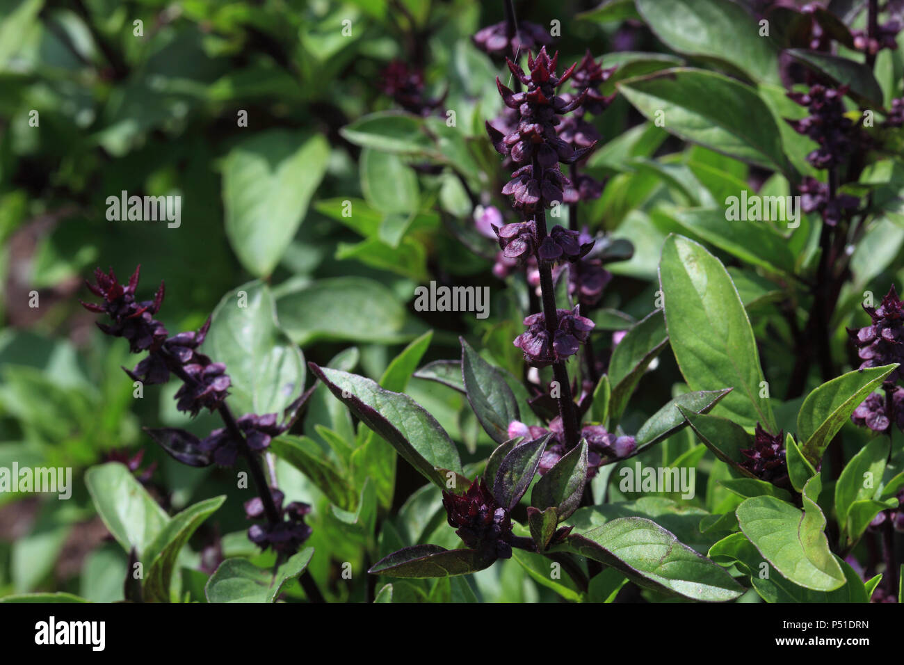 Thai basil, Ocimum basilicum var. thyrsiflora, spice and medicinal ...