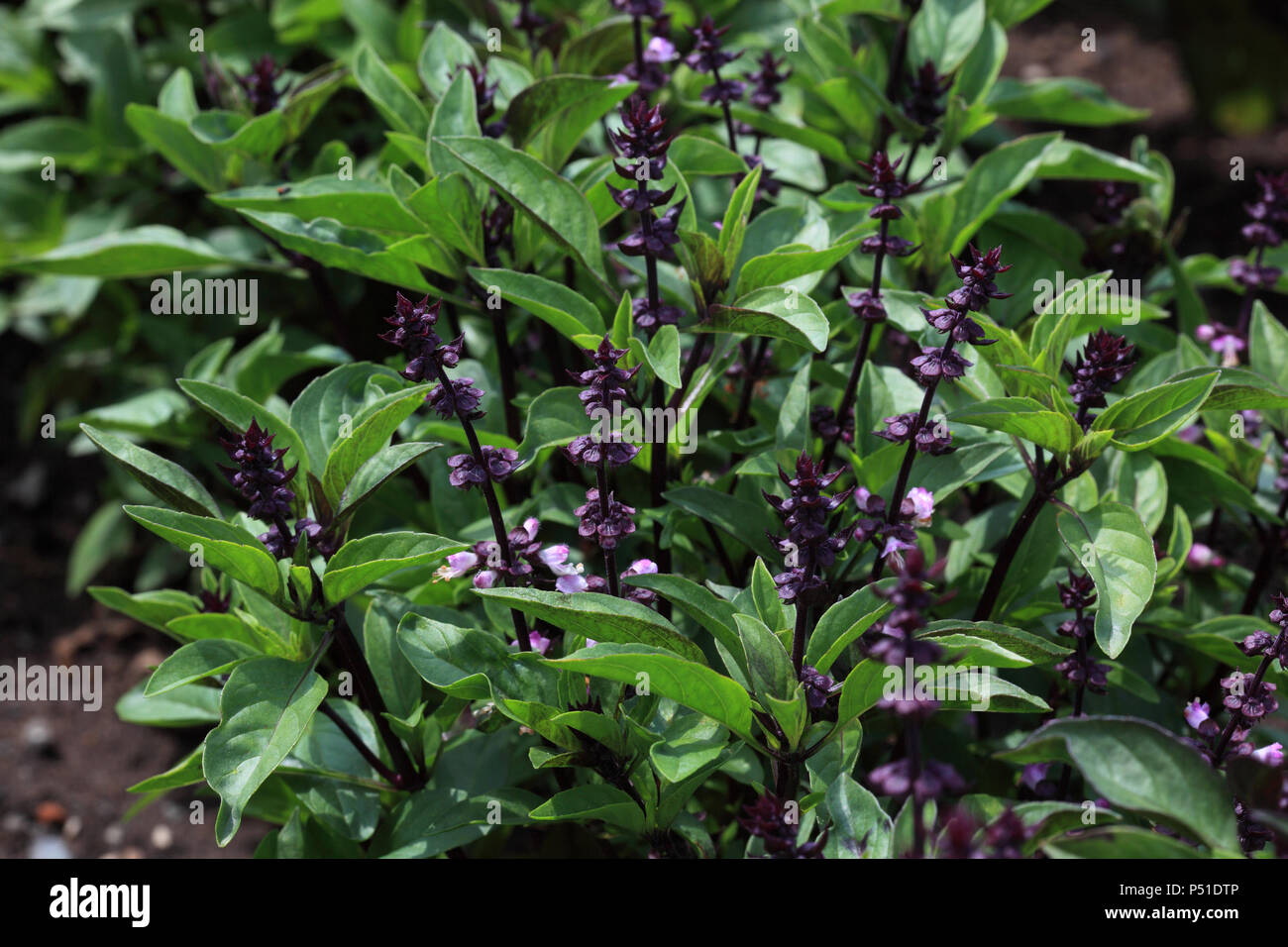 Thai basil, Ocimum basilicum var. thyrsiflora, spice and medicinal ...
