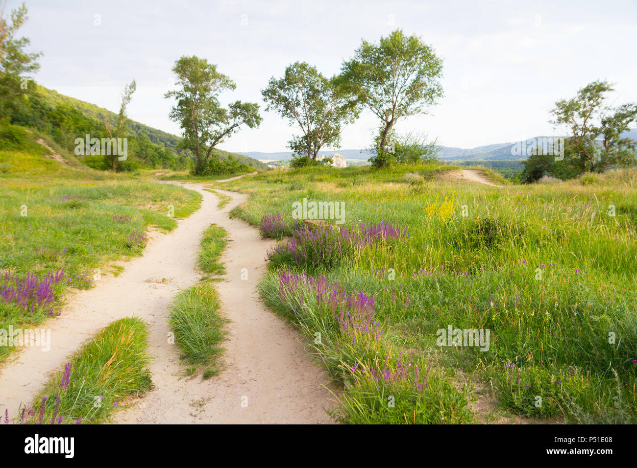 path across meadow with summer flowers Stock Photo - Alamy
