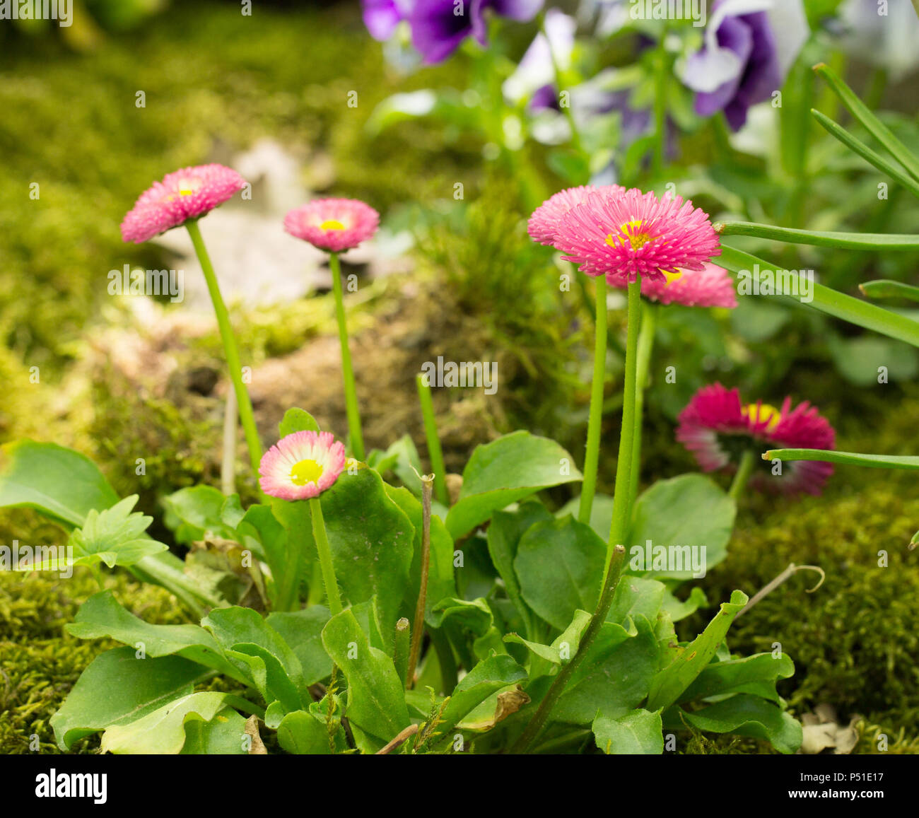 Season spring hi-res stock photography and images - Alamy