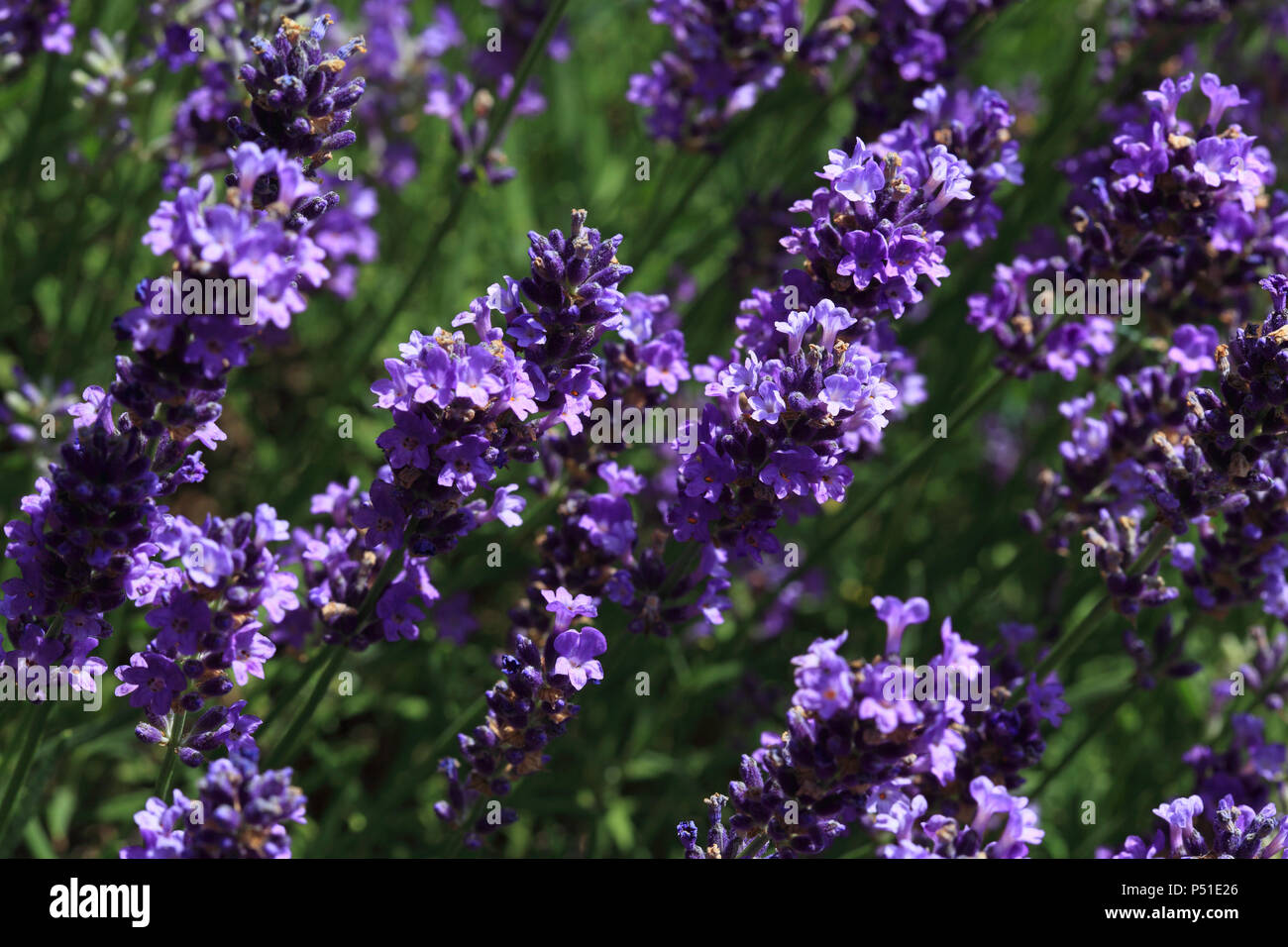 Lavandula angustifolia, lavender, true lavender, medicinal plant Stock ...