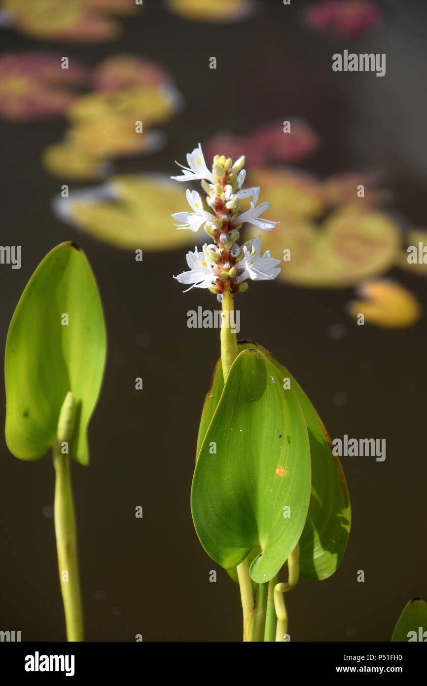 wetland plants pickerelweed white flowers, pontederia cordata alba ... wetland plants pickerelweed white flowers, pontederia cordata alba ...