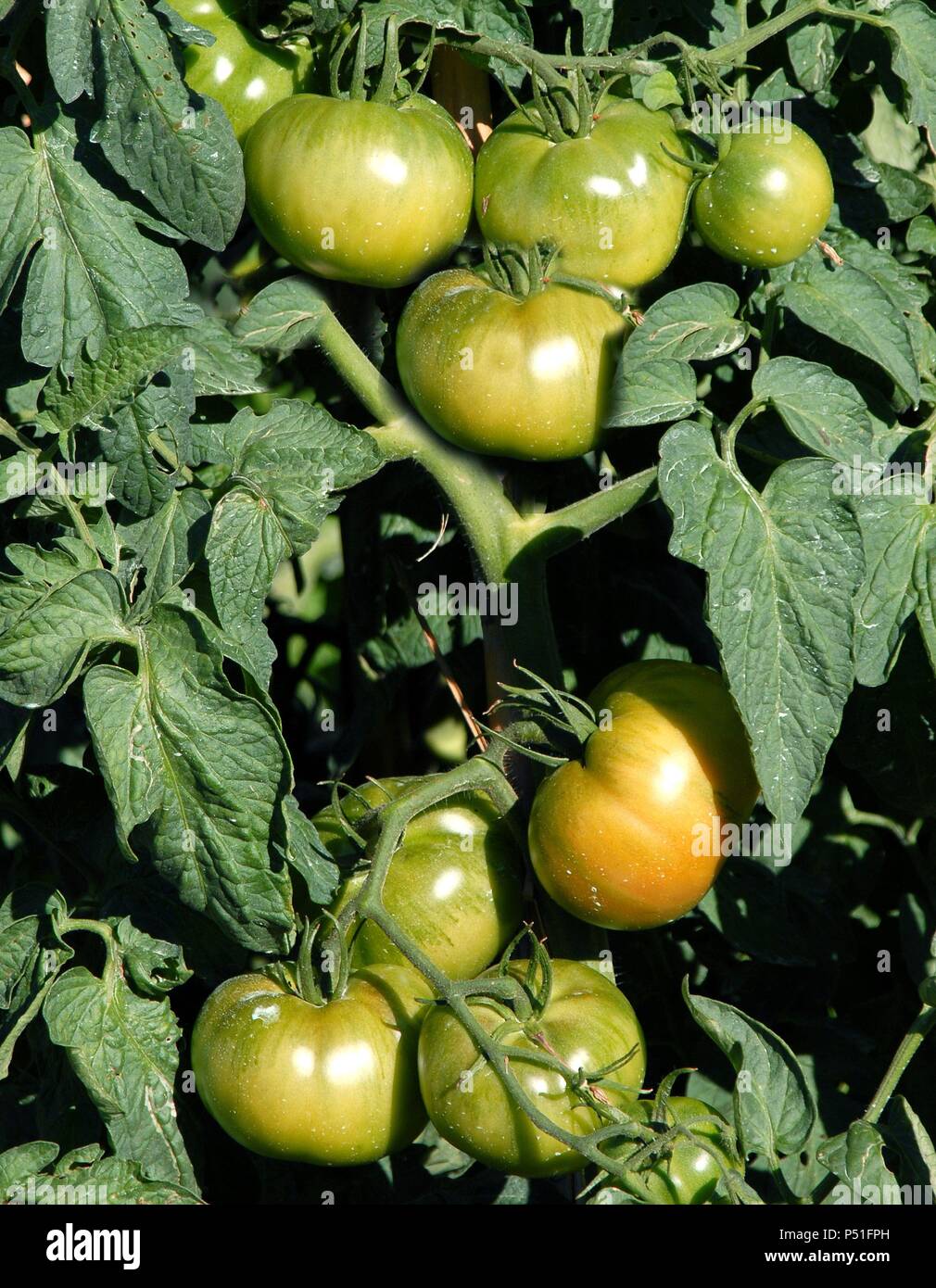 Tomates en planta hi-res stock photography and images - Alamy