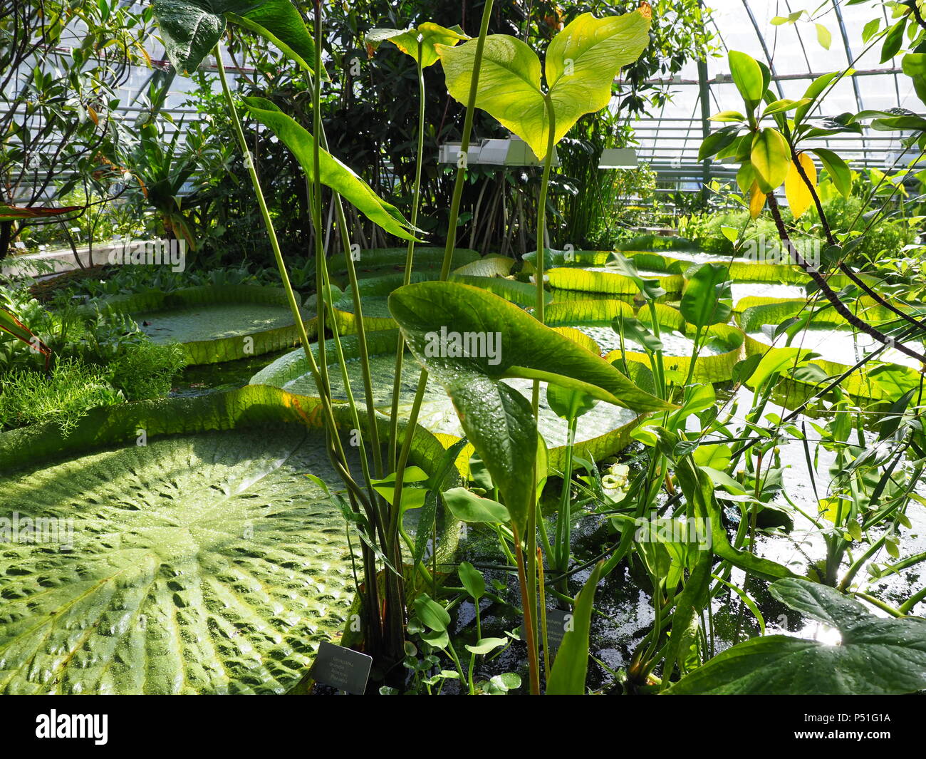 Beauty green exotic pond of big Victoria cruziana water platters at ...
