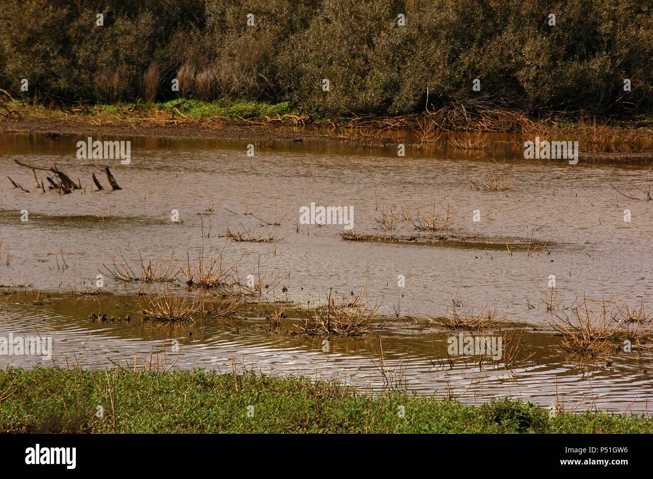 PORTUGAL. RESERVA NATURAL DO PAUL DO BOQUILOBO. Zona húmeda de ...