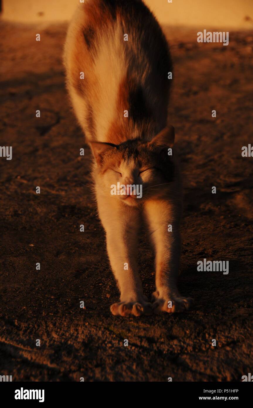 Cat stretching out Stock Photo - Alamy