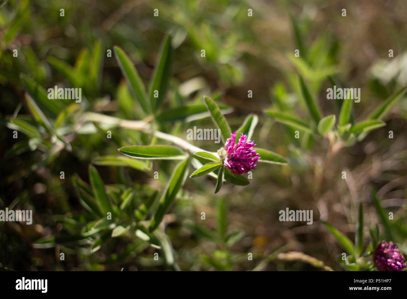 Zigzag clover in bloom with strong color Stock Photo - Alamy