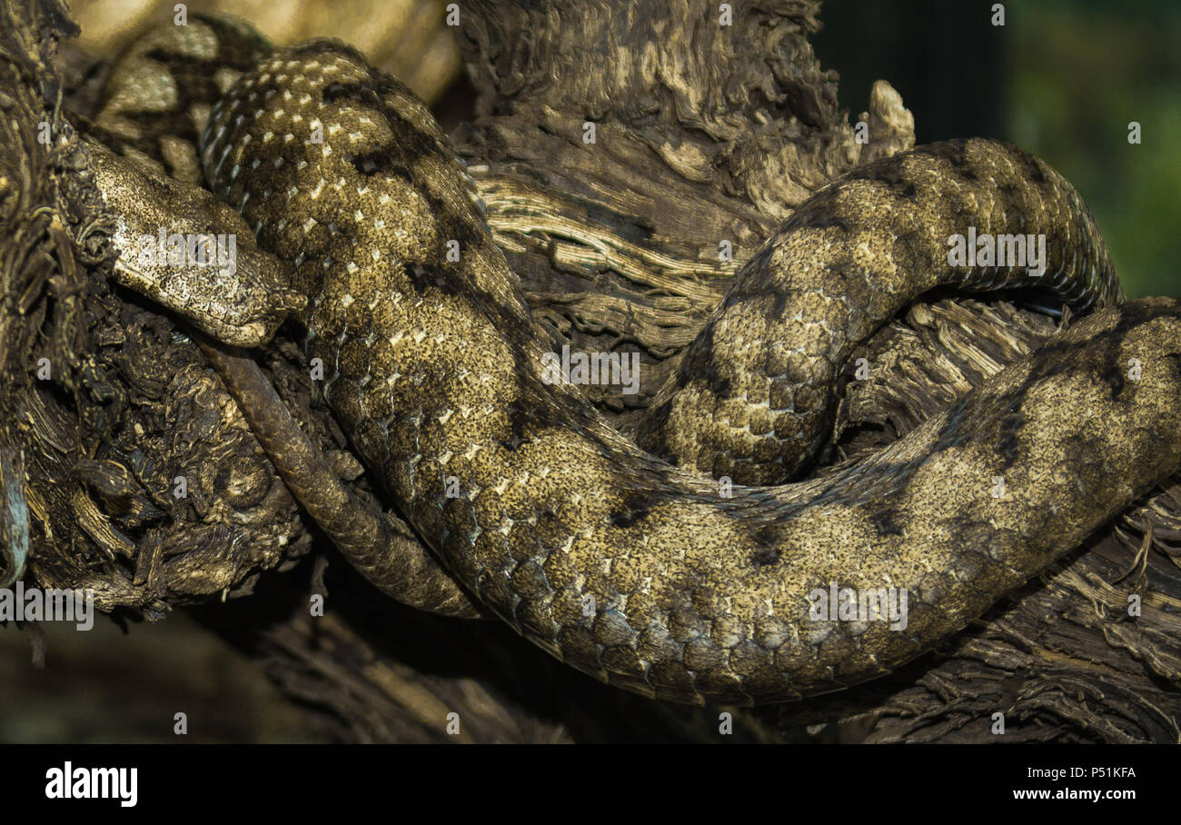 Horn nose viper snake Stock Photo - Alamy