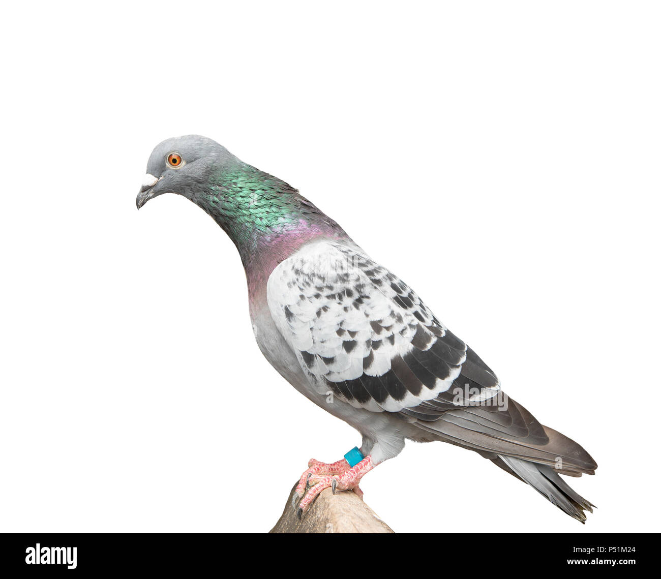 full body of speed racing pigeon bird perching on wood path isolated ...