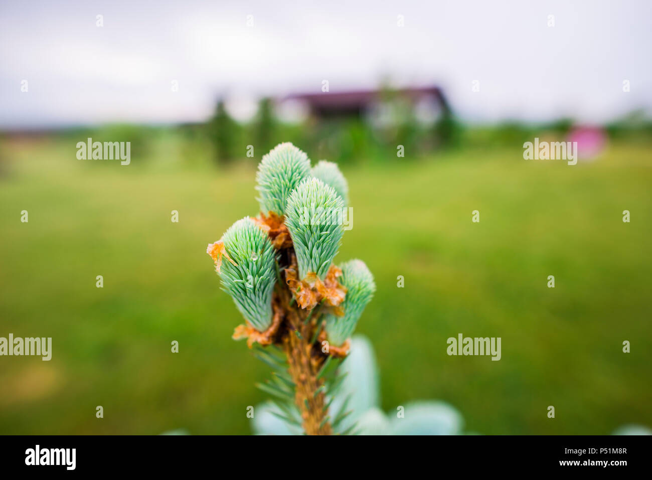Silver pine tree Stock Photo - Alamy