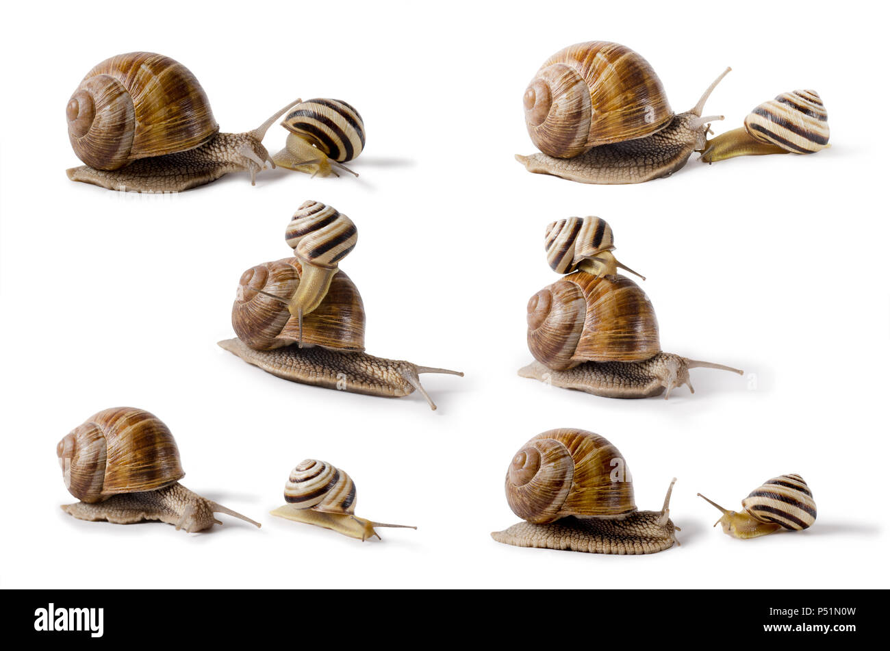 Burgundy snail, and small Snail, Helix pomatia, edible mollusk. Snails ...