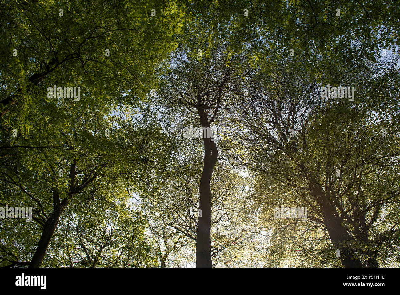 Sunlight glade hi-res stock photography and images - Alamy