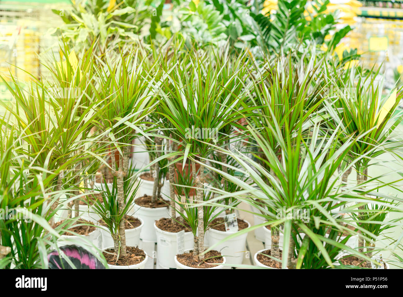 Green yuk in vases Stock Photo - Alamy