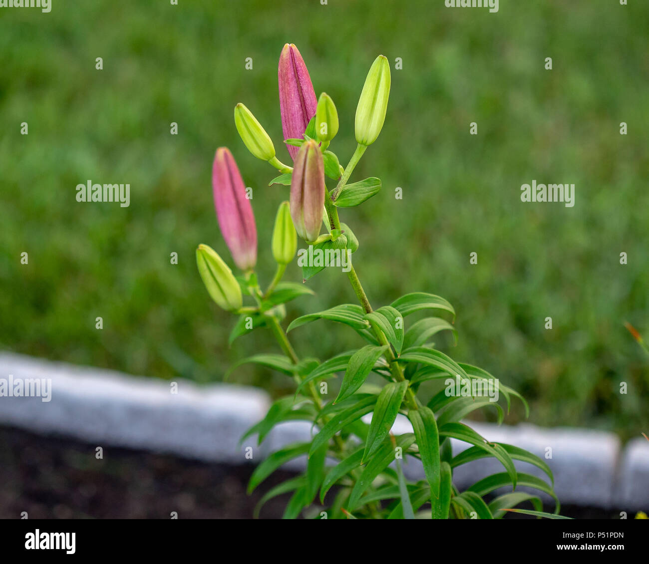 an slowly these pink lilies edge closer to opening Stock Photo - Alamy