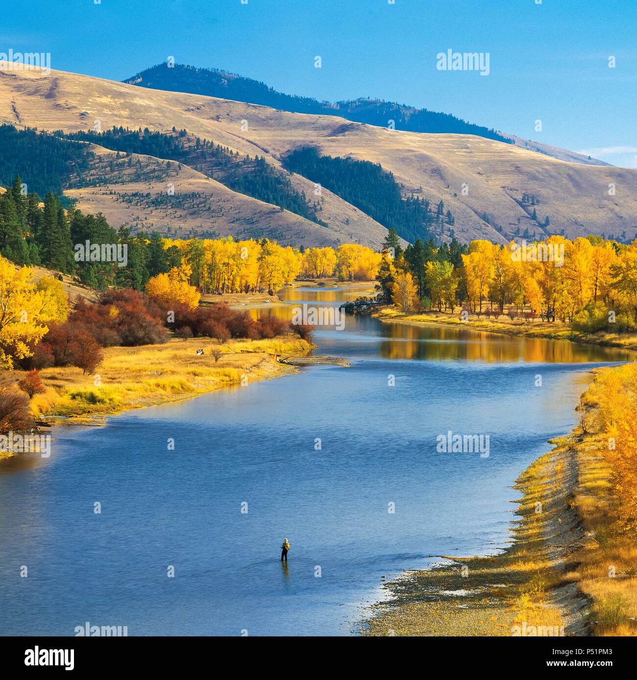 fisherman and fall colors along the bitterroot river near missoula ...