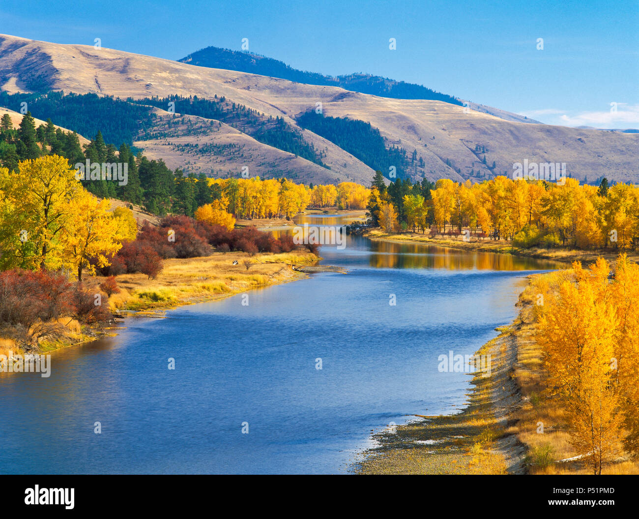 fall colors along the bitterroot river near missoula, montana Stock ...