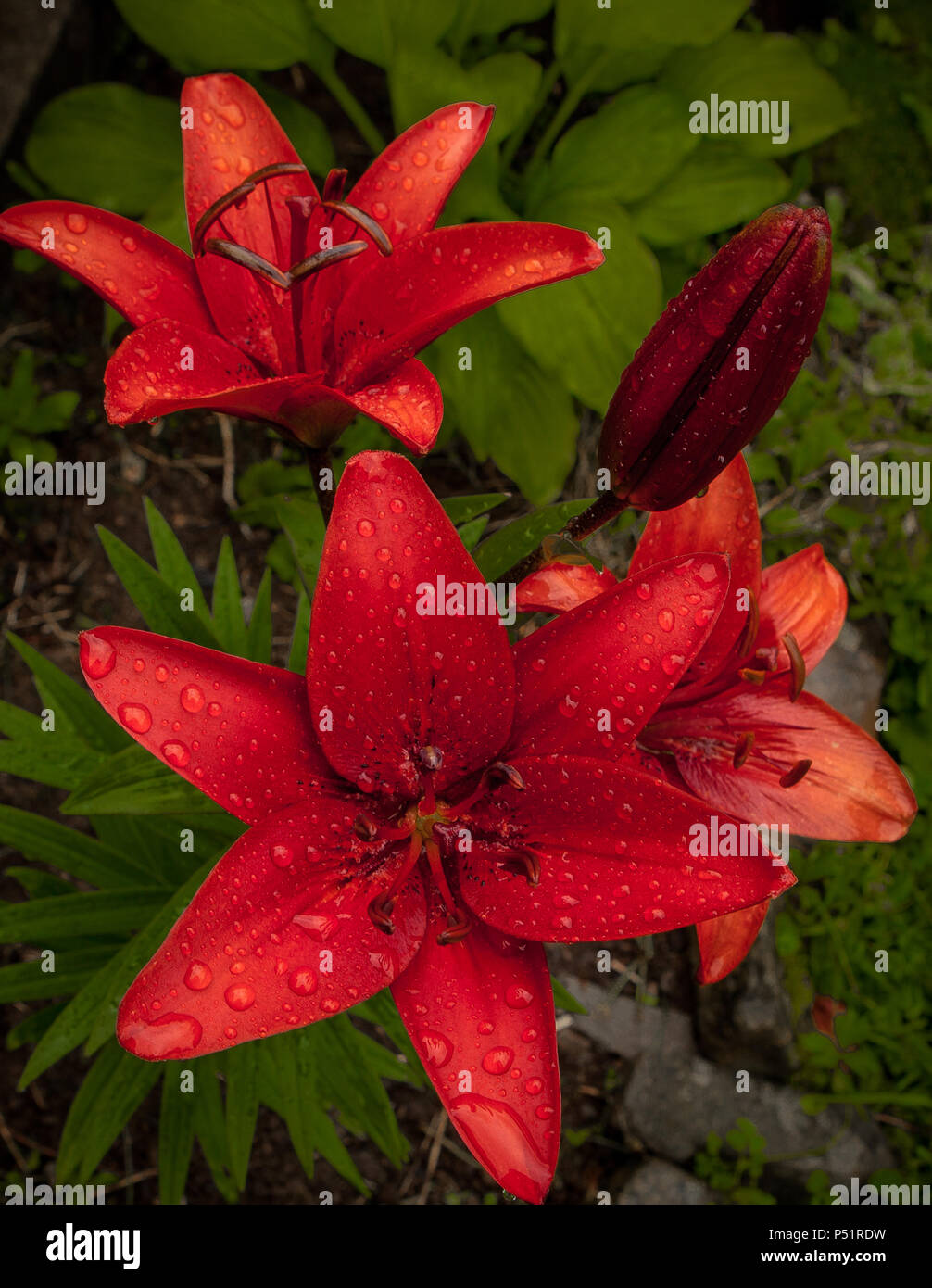 Garden red lily flowers wet from summer rain Stock Photo - Alamy