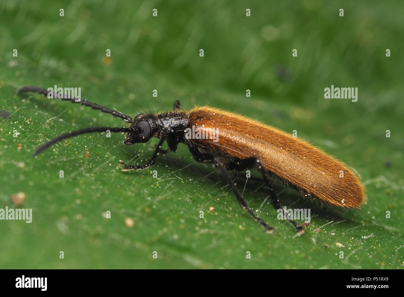 Lagria hirta beetle resting on leaf. Tipperary, Ireland Stock Photo - Alamy
