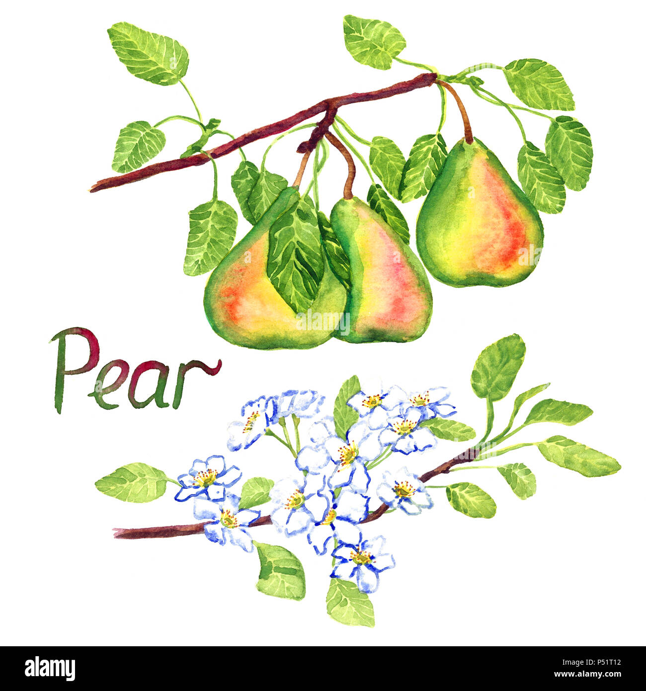 Pear branch with flowers and fruits, isolated hand painted watercolor ...
