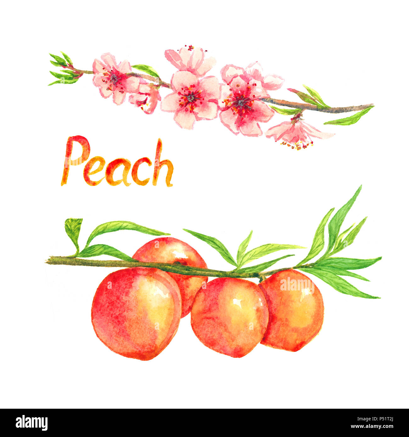 Peaches branch with flowers and fruits, isolated hand painted ...