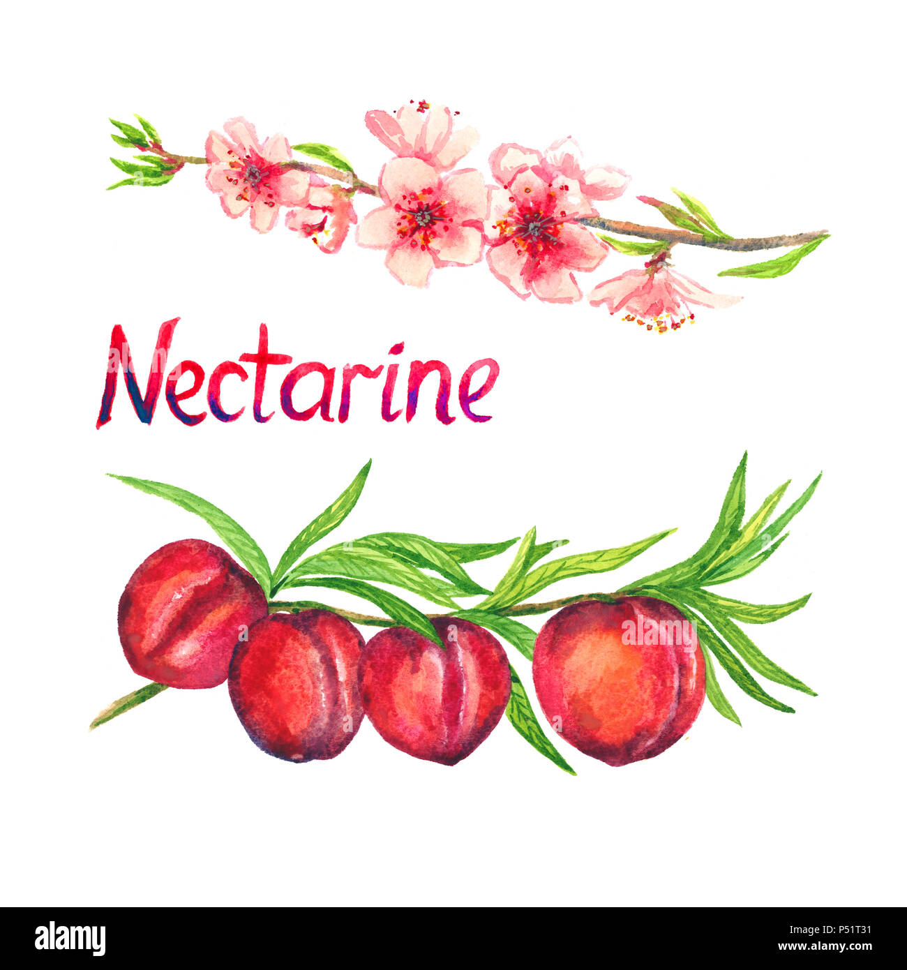 Nectarine branch with flowers and fruits, isolated hand painted ...