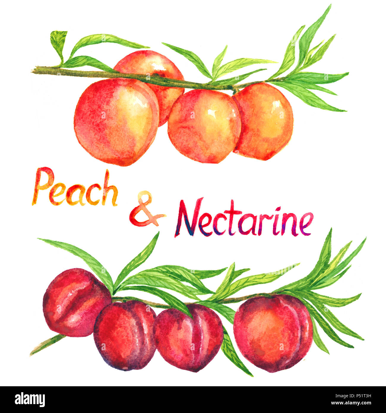 Nectarine Clipart