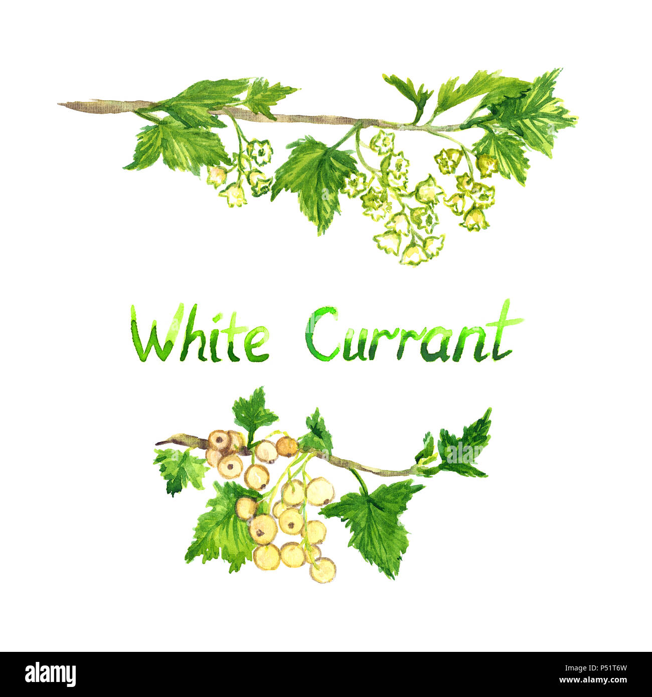 White currants branch blooming and with ripe berries, isolated set hand ...