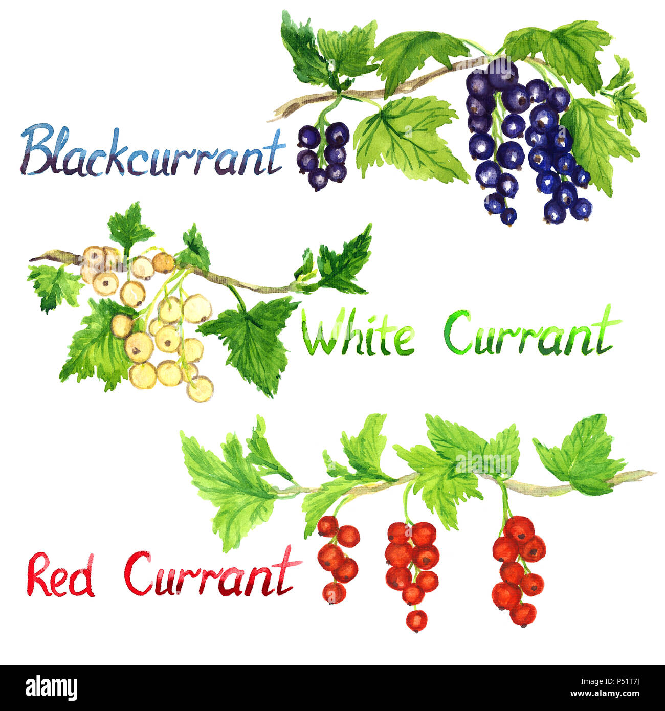Blackcurrants, white currants and red currants branch with ripe berries ...