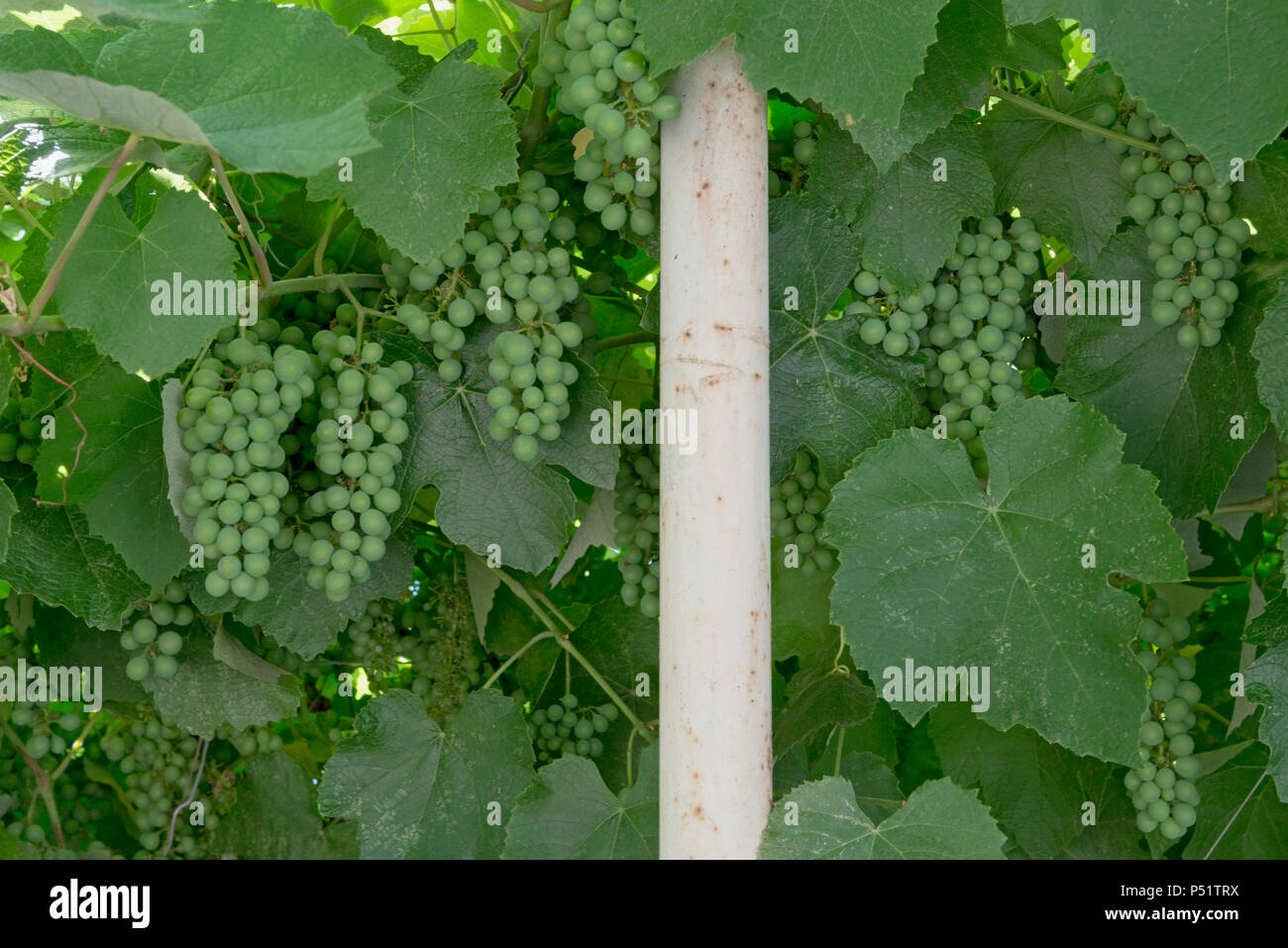 Close-up growing clusters of grapes are in green shadow under lush ...