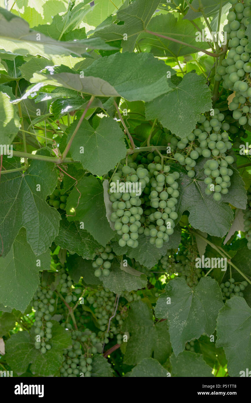 Close-up growing clusters of grapes are in green shadow under lush ...