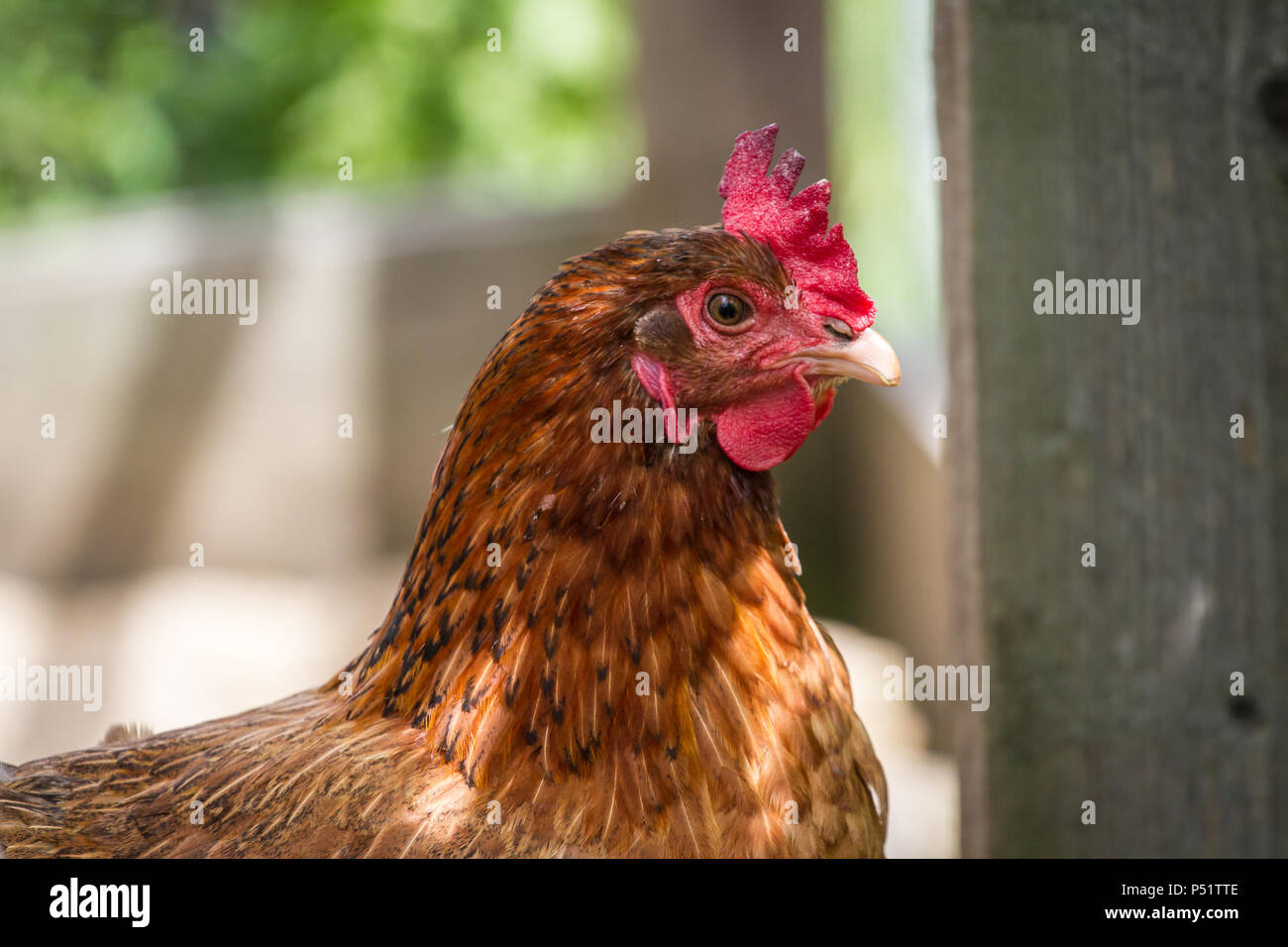 Domestic Marans chicken hen in free range (Gallus gallus domesticus ...