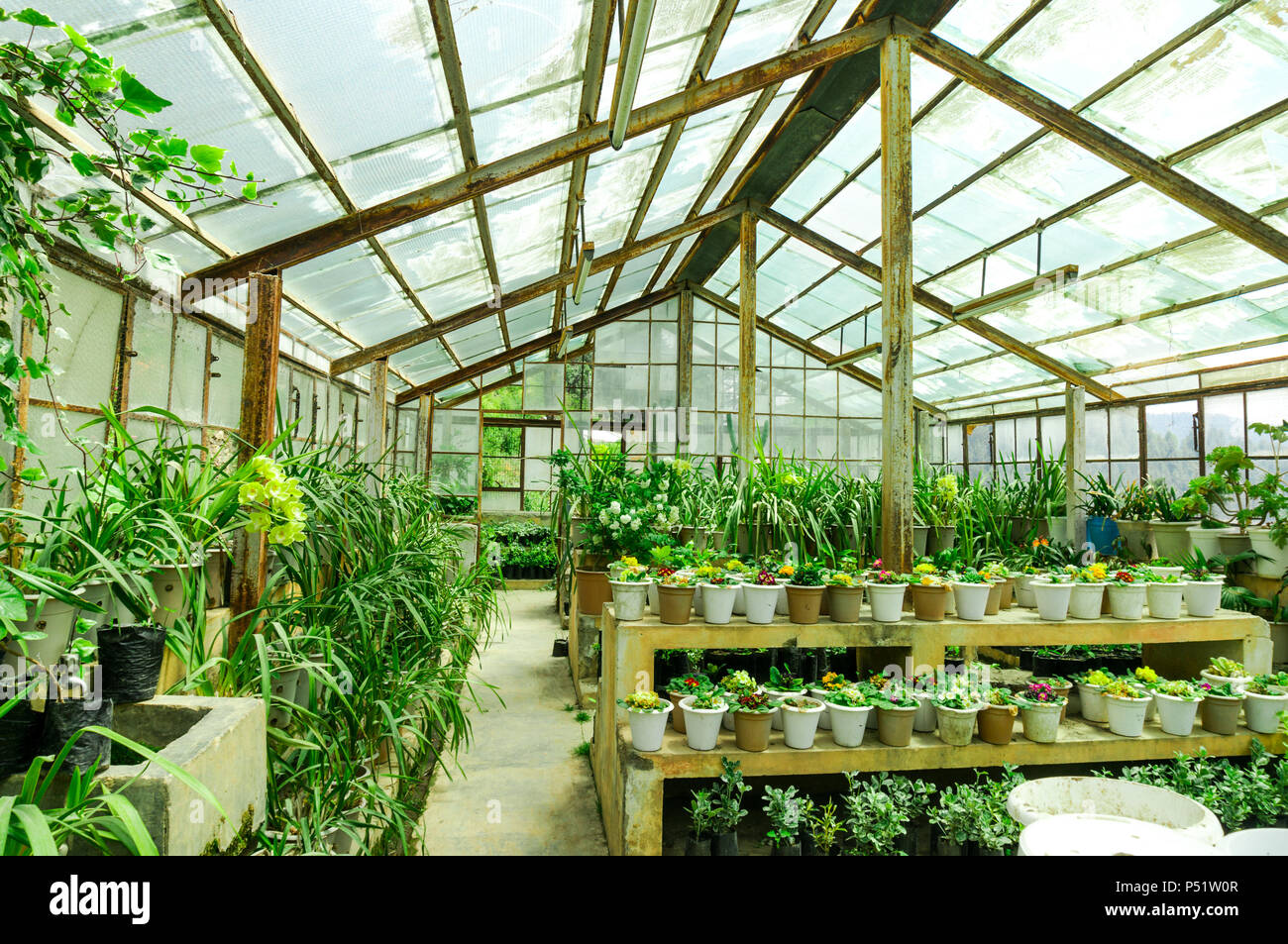 Small rural hot house green house growing flowers in shimla indi Stock ...