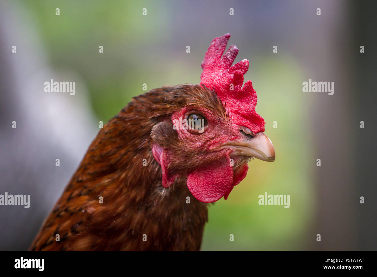 Domestic Marans chicken hen in free range (Gallus gallus domesticus ...