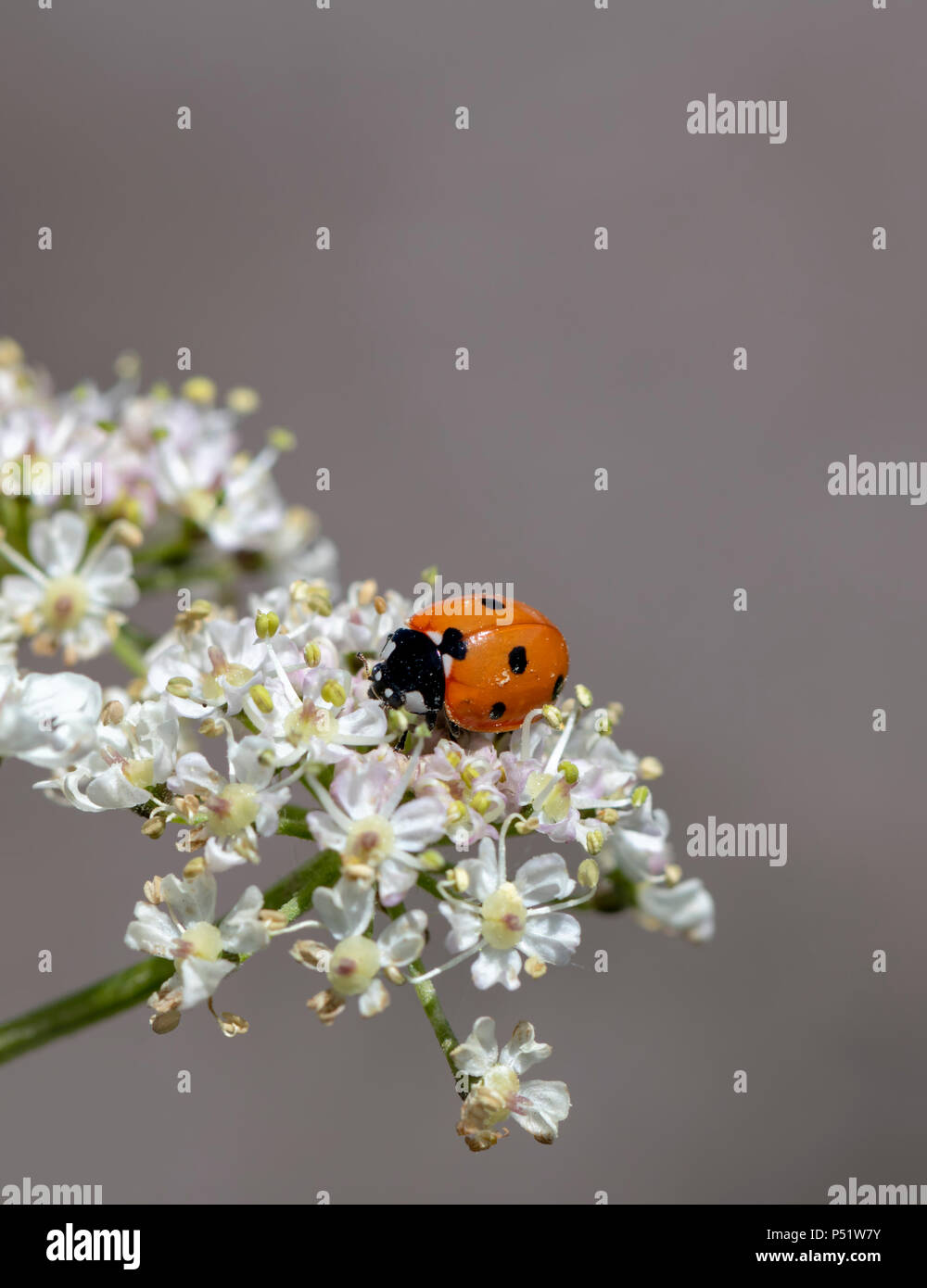 Spot the insect hi-res stock photography and images - Alamy