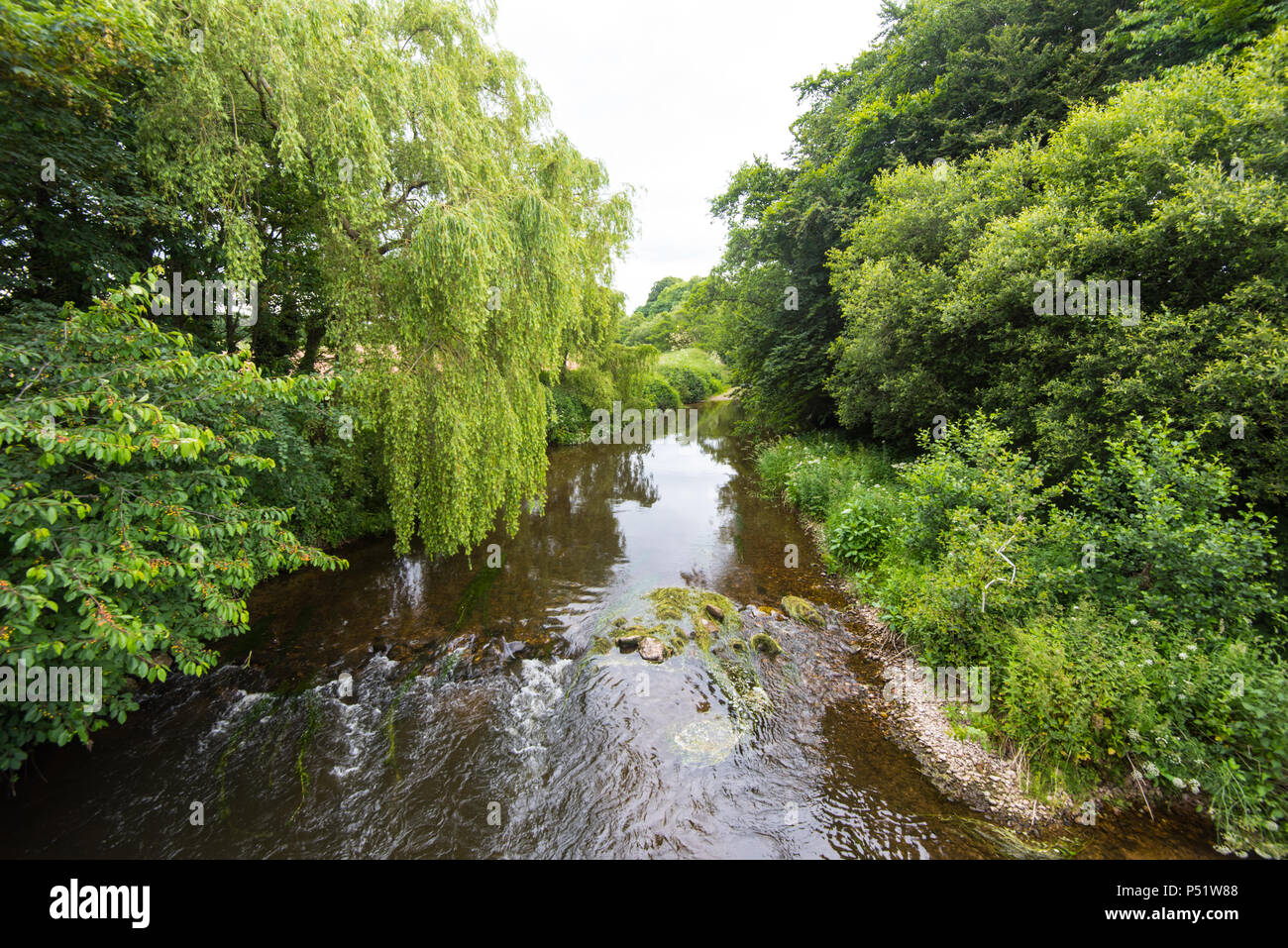 River otter at otterton hi-res stock photography and images - Alamy