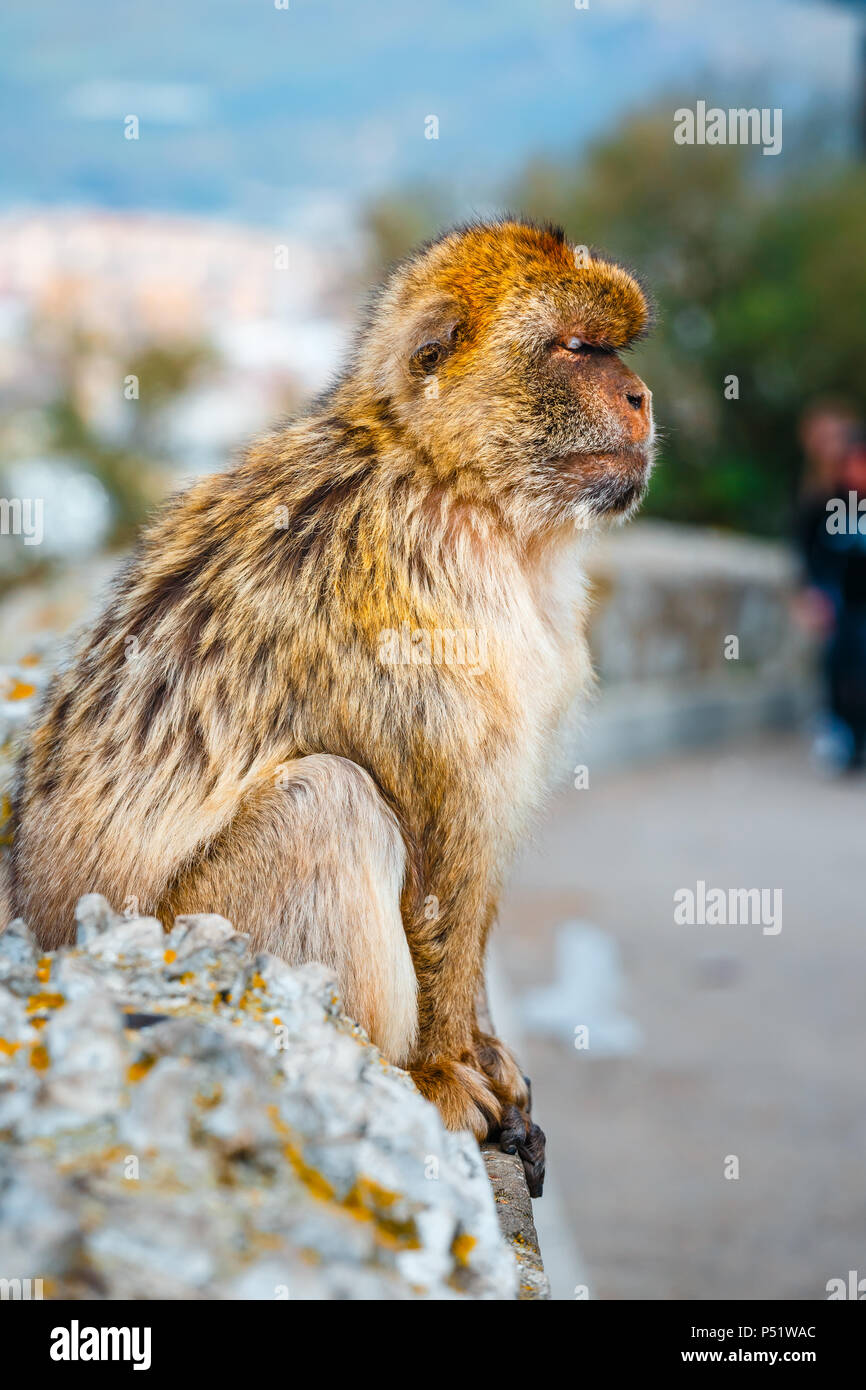 portrait of a wild male macaque. Macaques are one of the most famous ...