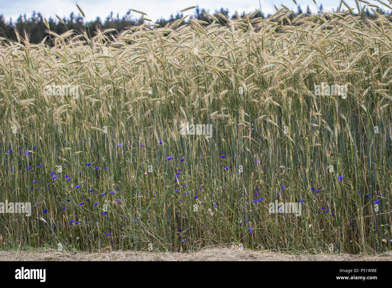 Cornflowers in field sky hi-res stock photography and images - Alamy